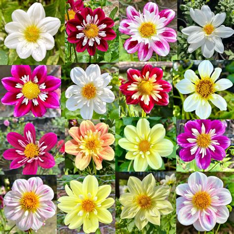 Dahlia Seeds Collarette Mix Southern Highlands Flower Farm