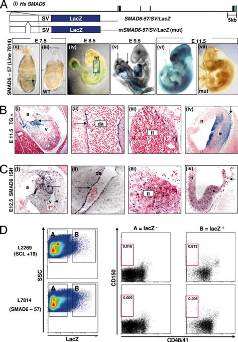 The Scl Transcriptional Network And Bmp Signaling Pathway Interact To