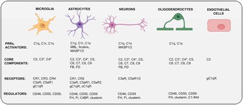 The Complement System In Neurodegenerative And Inflammatory Diseases Of The Central Nervous