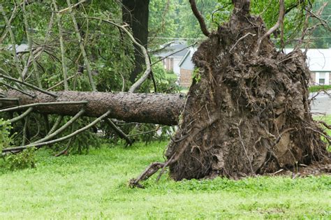 What Is The Sticky Liquid Oozing Out Of Trees TreeNewal