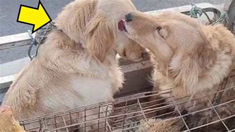 Собака со слезами на глазах прощалась со своим другом перед усыплением 😭 Youtube