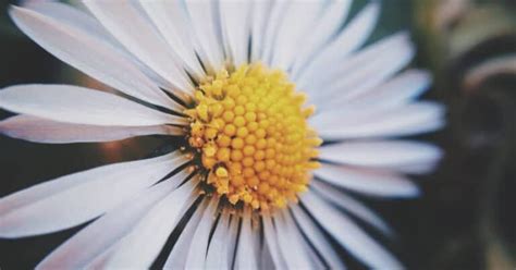 You Wont Believe The Hidden Meanings Behind The Fibonacci Sequence And Its Symbolism 2025