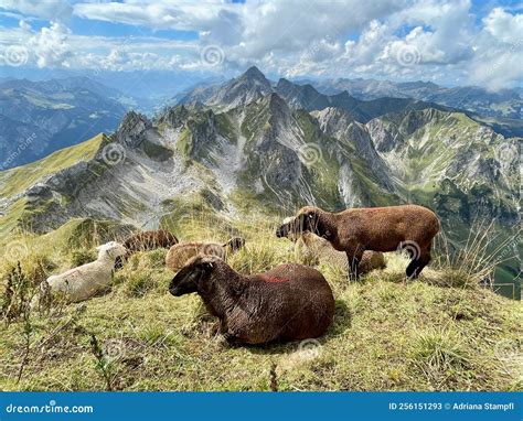 Sheep In The Austrian Alps Bregenzerwald Austria Stock Image Image Of Outdoor Flock 256151293