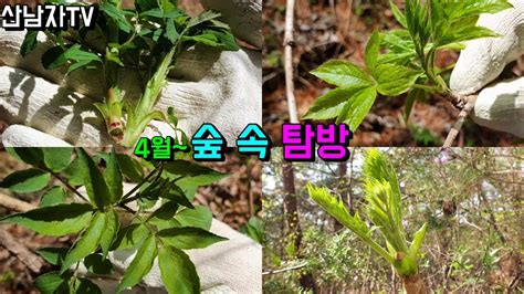 봄철 보약 흔한 산채 종류 접골목 딱총나무 오갈피 오가피 두릅 찔레 순 산남자 초보자 약초 산나물 버섯 산행 항암 자연 건강 2022411 Youtube