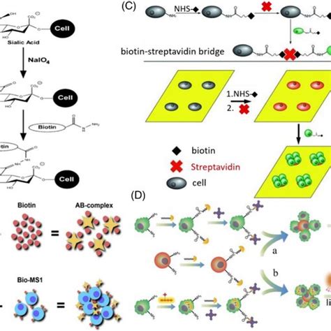 Biotinstreptavidin System Used For Cell Modification And Aggregation