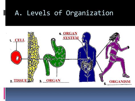 Ppt Body Organization Powerpoint Presentation Free Download Id2493411