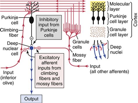 week 5b cerebellum neural circuitry flashcards quizlet