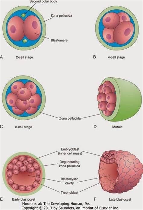 Embriologia Equipo 2