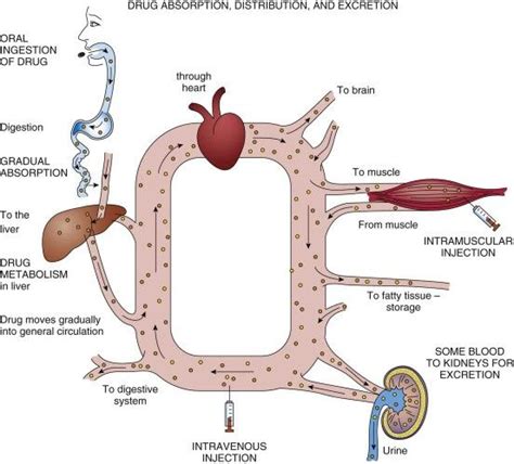 Medication Absorption Distribution And Excretion Pharmacology