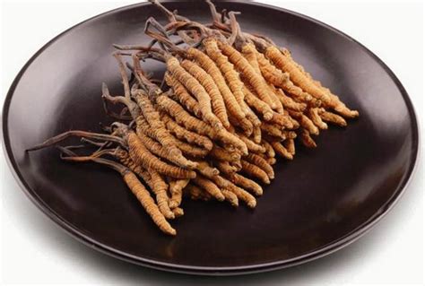 冬蟲夏草適宜什麼人群食用 每日頭條