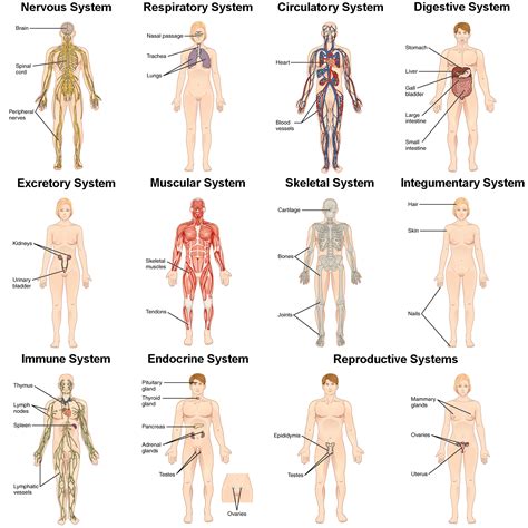 Integration Of Systems Biology For Majors Ii Course Hero