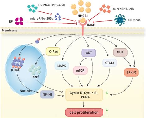 Figure 2 From Hmgb1 Rage Axis In Tumor Development Unraveling Its Significance Semantic Scholar