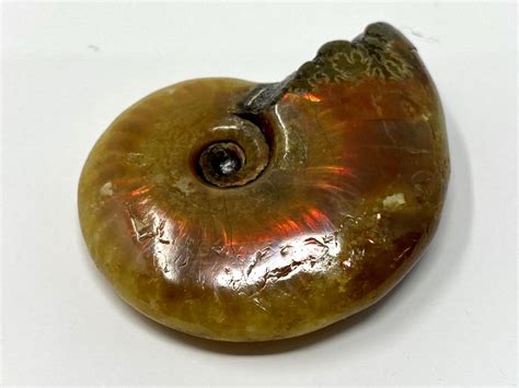 Red Iridescent Ammonite Opal Fire Ammonite Fossils For Sale 15320 Madagascan Direct
