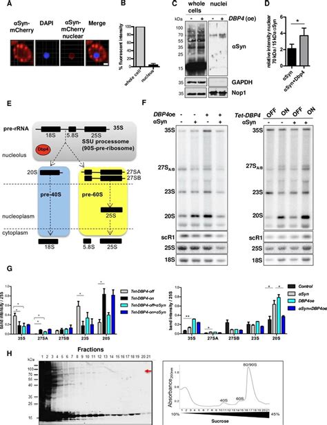 αsyn Affects Pre Rrna Processing In Yeast A Live Cell Microscopy Of Download Scientific