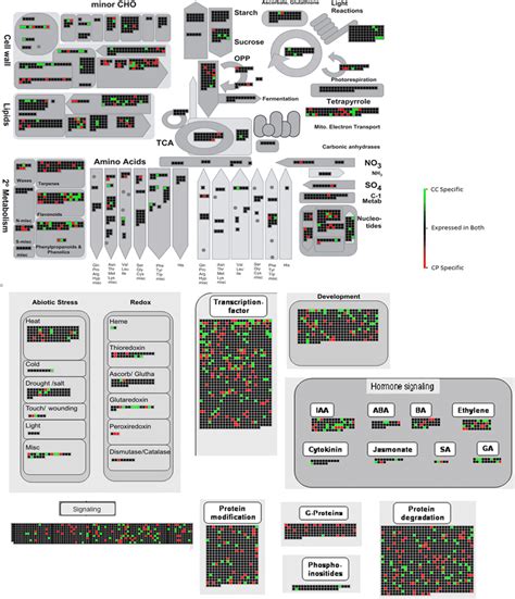 Mapman Analysis Depicting Gene Expression In Functional Categories Download Scientific Diagram