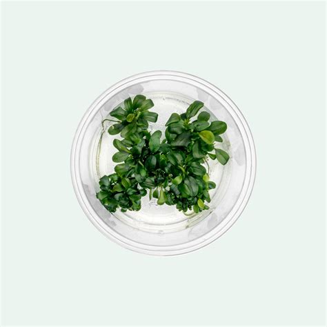 Bucephalandra Sintang Green Rare Buce Tissue Culture Glass Aqua