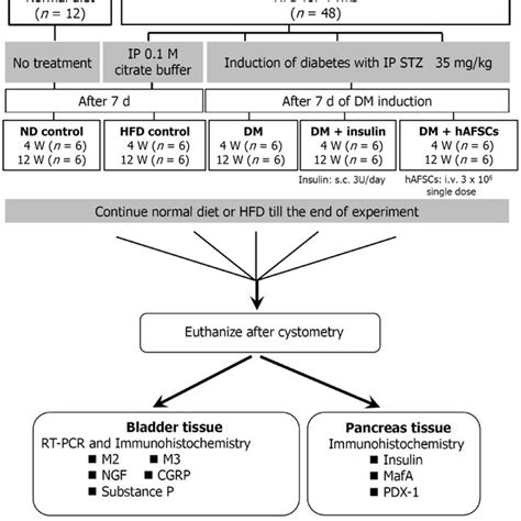 Taqman Probes Used For Quantitative Polymerase Chain Reaction Analysis Download Scientific Diagram