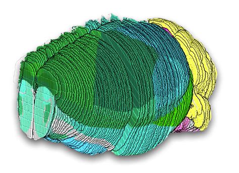 Scientists Map The Locations Of Hundreds To Thousands Of Cell Types