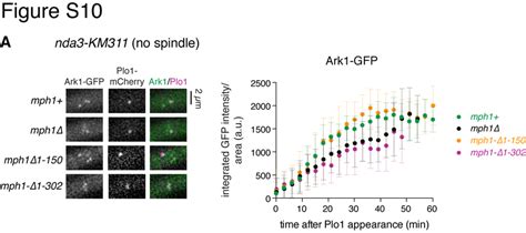 Figure S10 Ark1 Gfp Localization In Strains With N Terminally