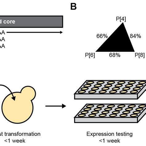 Differences In Product Titer And Quality Among Three Non Replicating Download Scientific