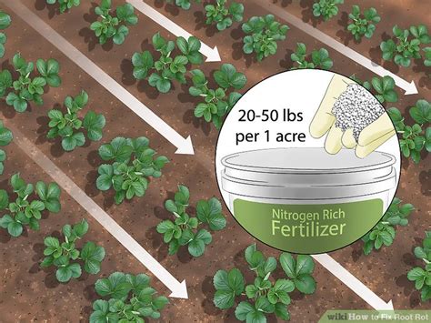 Easy Ways To Fix Root Rot WikiHow