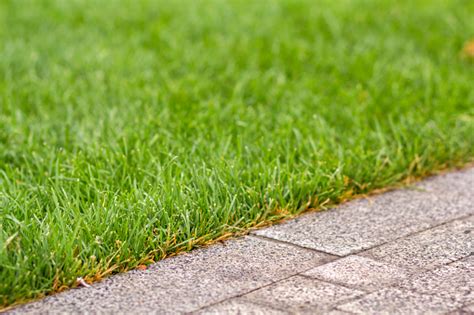 녹색 신선한 잔디 아스팔트 회색 경로 배경 질감 함께 성장 녹색 밝은 햇살 가득한 잔디밭 정원 또는 뒤뜰 패턴 및 질감 배경 0