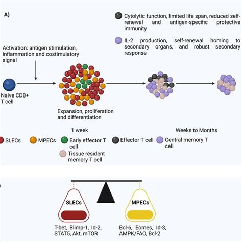 A Generation Of Effector Cd8 T Cell And Subsequent Differentiation Download Scientific