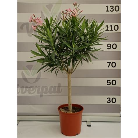 Nerium Oleander Stem