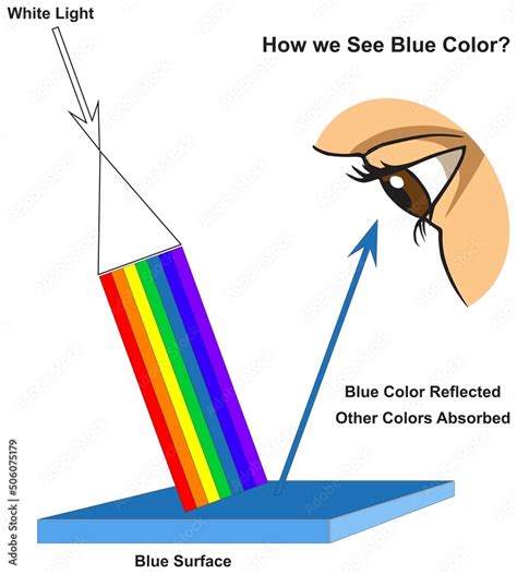 How human eye see blue surface infographic diagram physics mechanics ...