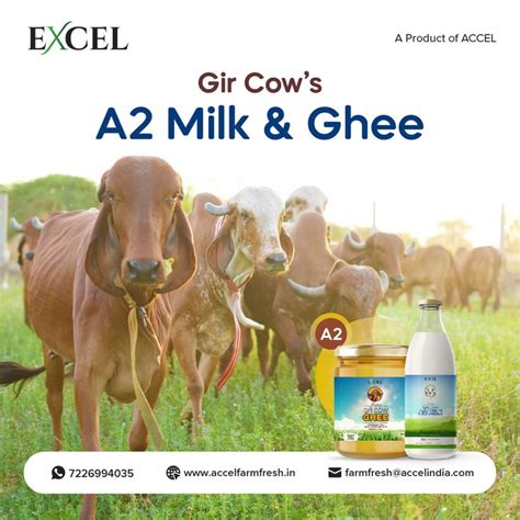 Gir Cows A2 Milk And Ghee Ghee Girly Excel
