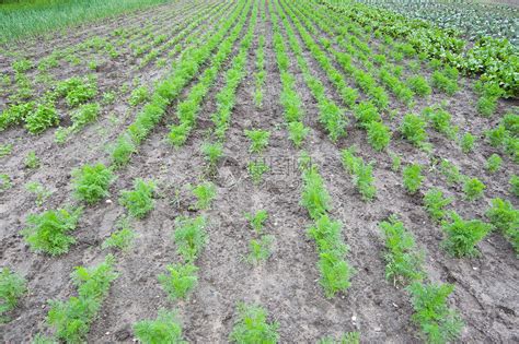 健康健康的生态种植园维生素土壤栽培绿色植物耕作农场乡村场地环境高清图片下载 正版图片320479447 摄图网