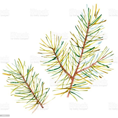 수채화 크리스마스 트리 분기 합니다 손으로 그린 전나무 바늘 텍스처 흰색 배경에 고립 하는 자연 요소 12월에 대한 스톡 벡터 아트 및 기타 이미지 Istock