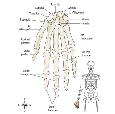 Syed Akif Junaid On Linkedin 🤚bones In A Human Being Hand🤚