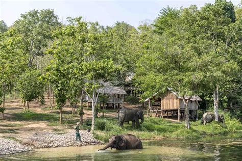 Elephant Conservation Center A Sanctuary For Elephants In Xayaboury Laos Tours