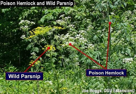 How To Control Poison Hemlock And Wild Parsnip