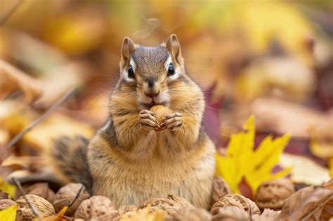 Premium Photo A Squirrel Eating Nuts In A Pile Of Leaves