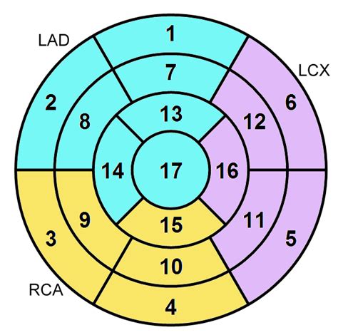17 Segment Model Aha