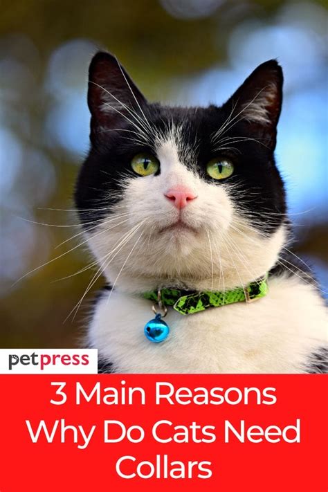 Why Do Cats Need Collars 3 Reasons And Cat Cat Collar Types
