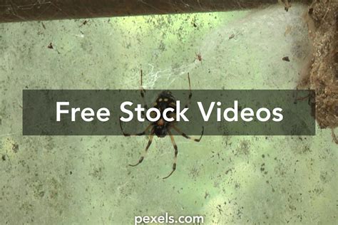 Spider Fangs Videos Download Free 4k Stock Video Footage And Spider
