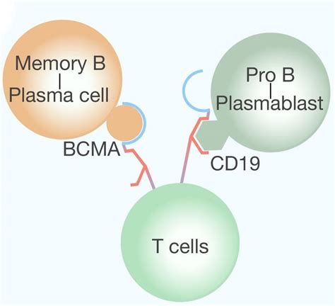 Bcma Cd19 Bispecific Car T Therapy In Refract Eurekalert
