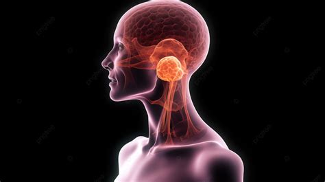 The Head With A Thyroid Background Cancer Tumor Pictures Cancer