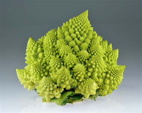 Not Only Fractal Cucumber The Fractal Structure Of Romanesco