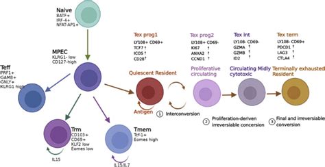 Chemo Free Maintenance Therapy In Adult T Cell Acute Lymphoblastic Leukemia A Case Report And