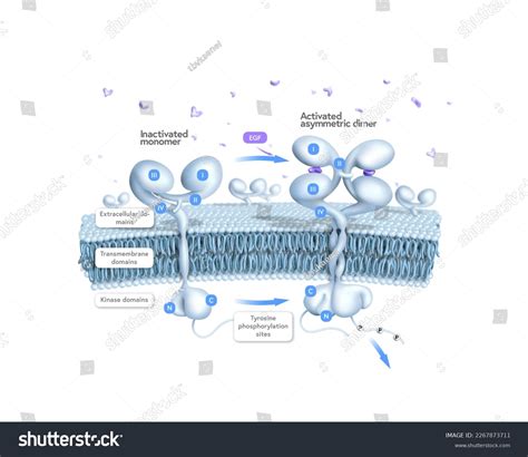 Schematic Egfr Signalling Pathway Stock Illustration 2267873711