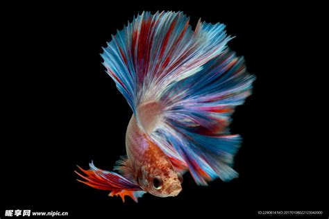 斗鱼摄影图 鱼类 生物世界 摄影图库 昵图网