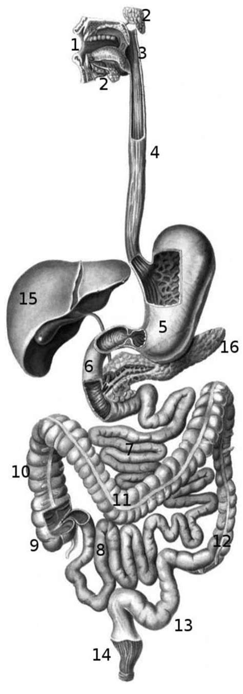 Загальна спланхнологія Загальна анатомія травної системи