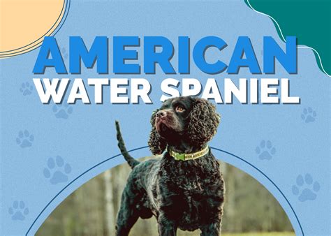Black American Water Spaniel