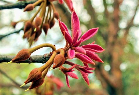 Madhuca Lonolia Illupai Tree Seeds At ₹ 600kg Mahua Seeds In