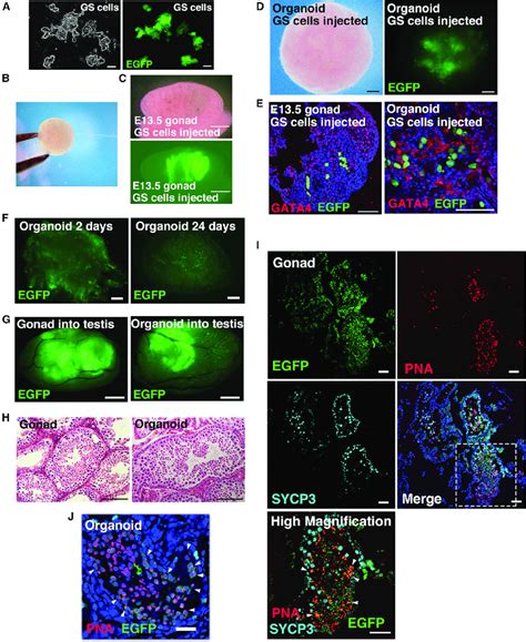 Microinjection And Transplantation Of Testis Primordia And Organoids Download Scientific