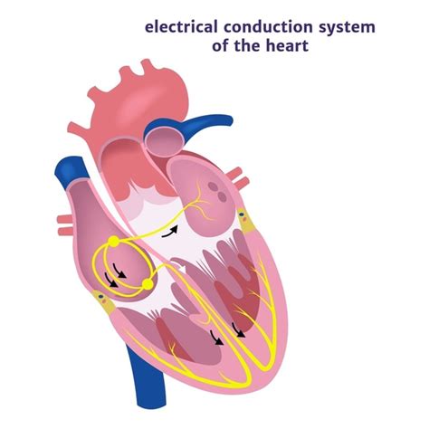 8 280 Conduction System Royalty Free Photos And Stock Images Shutterstock